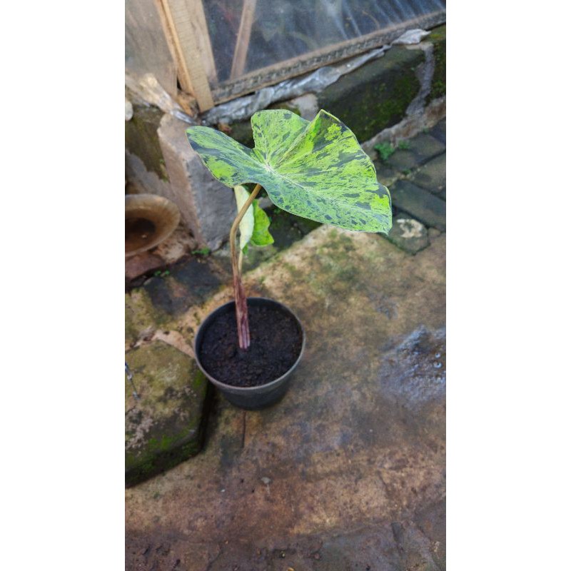 Jual Termurah Colocasia Mojito Rral Pict tanaman unik yang menarik ...