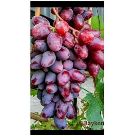 Jual Anggur Boikonur | Shopee Indonesia