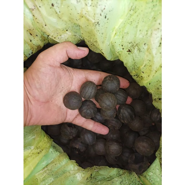 Jual JERUK HITAM ASLI SAUDI LEMON HITAM LEMON ASWAD 1KG | Shopee Indonesia