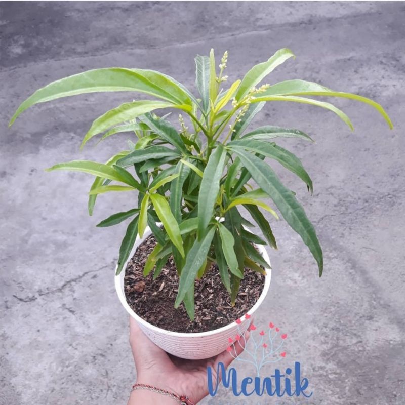 Jual Bunga zodia pengusir nyamuk pengusir ular super wangi menyengat ...