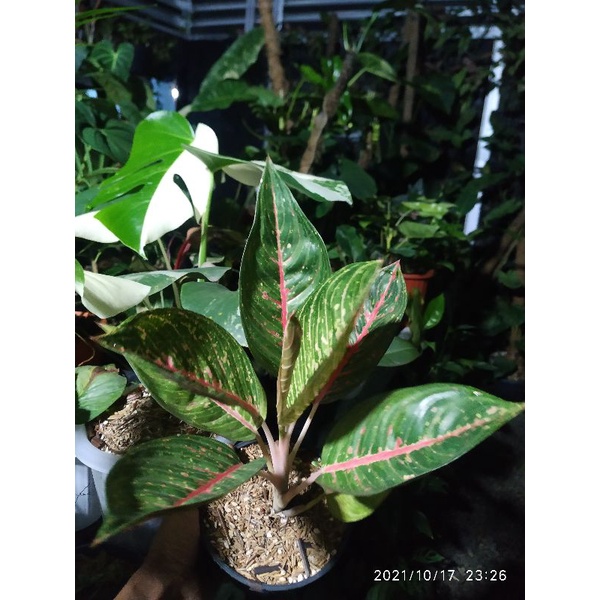 Jual aglonema aglaonema Chinese Evergreen Sri rezeky green legacy ...