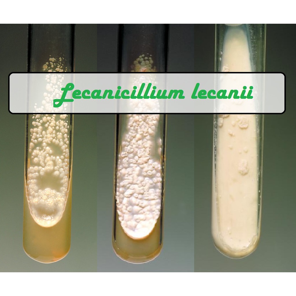 Jual Biakan Lecanicillium lecanii Murni Isolat Lecanii | Shopee Indonesia