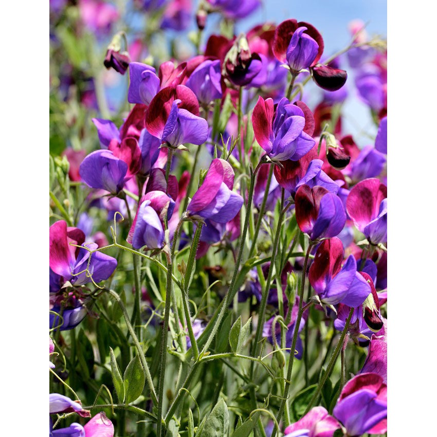 Jual Sweet Pea Old Spice Cupani 5 Biji (Benih Biji Bibit Tanaman Bunga ...