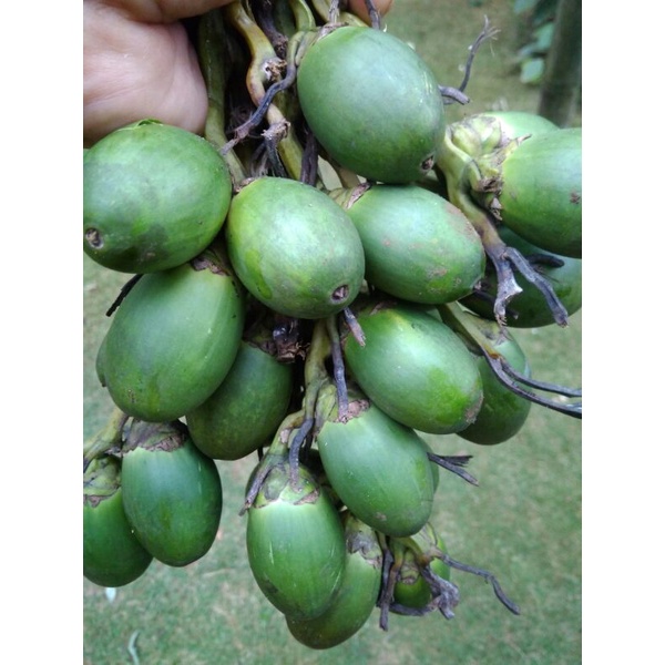 Jual Buah pinang muda fresh/jambe muda herbal 500g | Shopee Indonesia