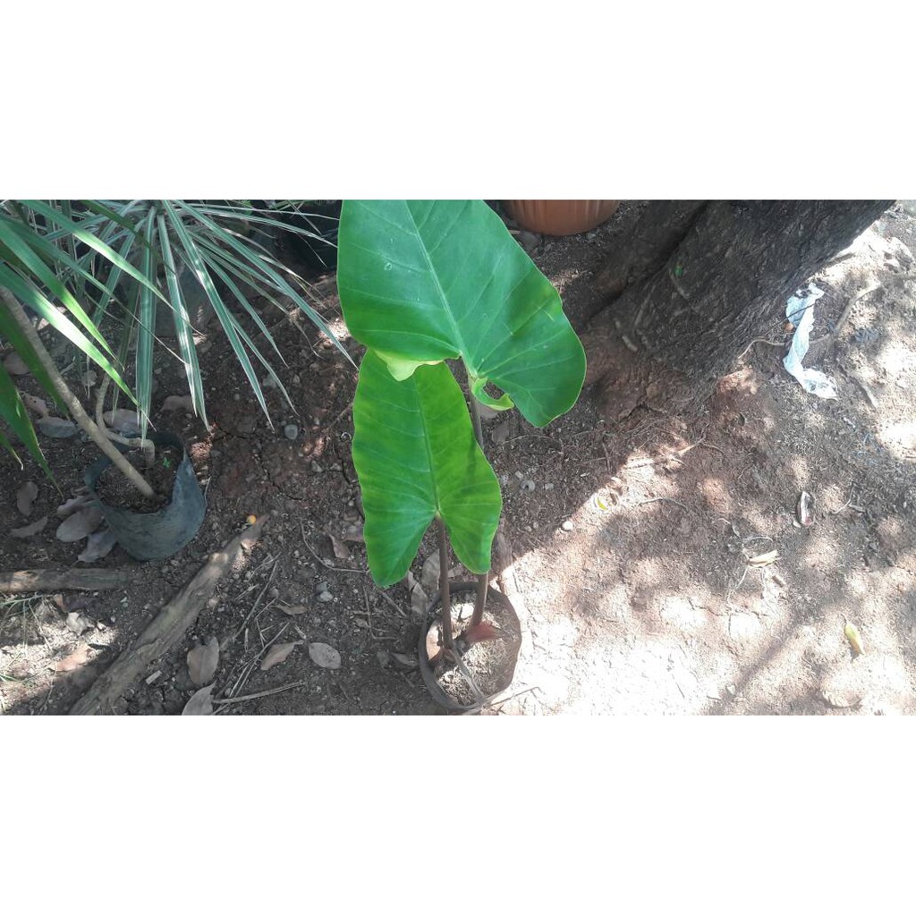 Jual Tanaman Talas Cente Merah Centhe Sulung Bisa Gojek Keren | Shopee ...