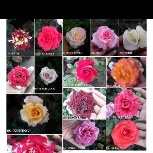 Jual 10 paket bunga mawar | Shopee Indonesia