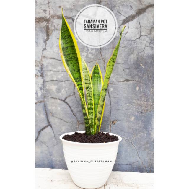 Jual Tanaman Sansivera Lidah Mertua Include Pot Tawon Putih D. 15cm ...