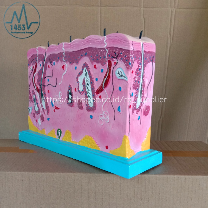 Jual Torso Kulit-Phantom/Manikin/Manekin Model Kulit Manusia | Anatomi ...