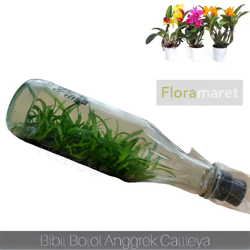 Jual Anggrek cattleya botol | Shopee Indonesia