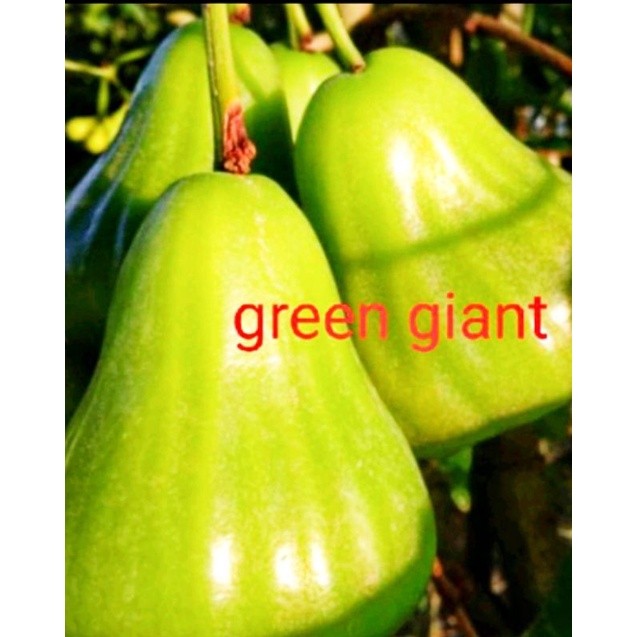 Jual bibit jambu air green giant super jumbo | Shopee Indonesia