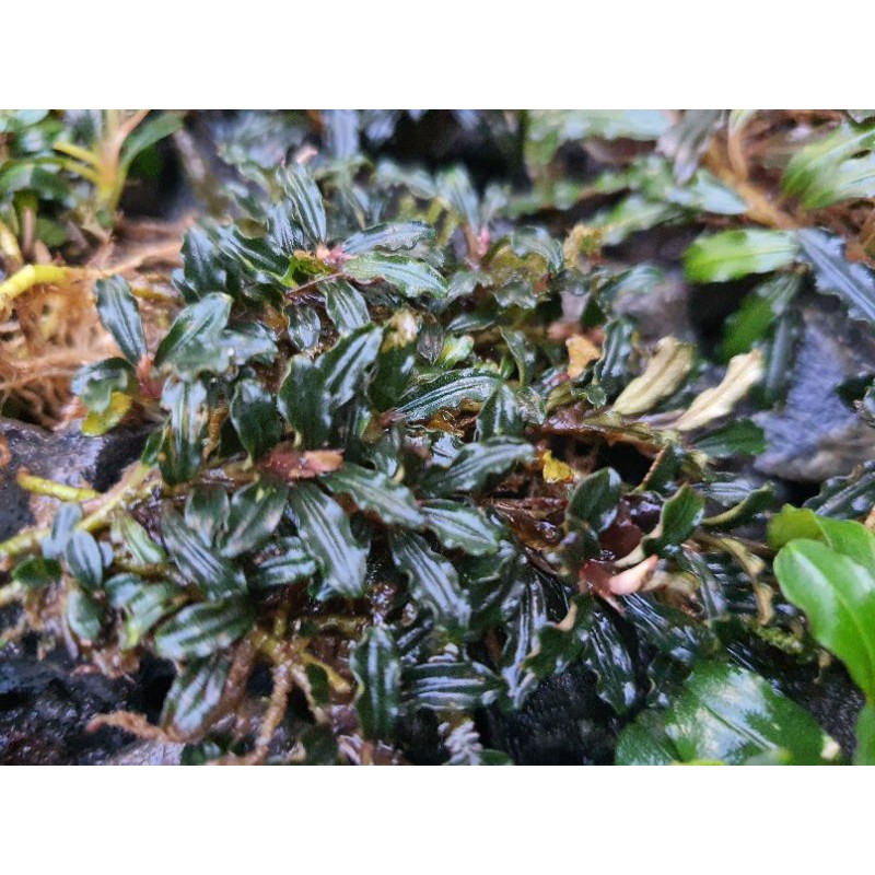Jual Bucephalandra Mini Boyan (Mini Clump) | Shopee Indonesia