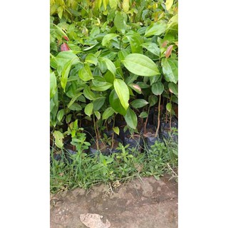 Jual BIBIT TANAMAN POHON KAYU MANIS KUALITAS UNGGUL SUPER MURAH bibit ...