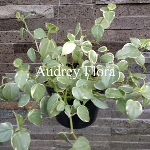 Jual Tanaman Hias Terang Bulan - Tanaman Pot Gantung | Shopee Indonesia