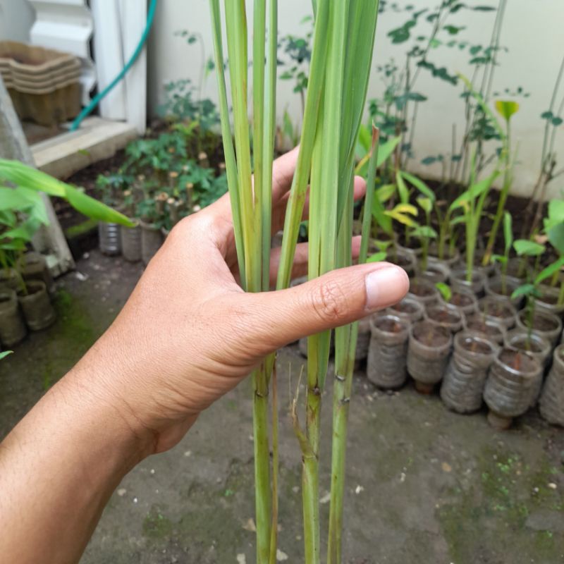 Jual bibit tanaman daun sereh / daun serai / tanaman toga / obat herbal ...