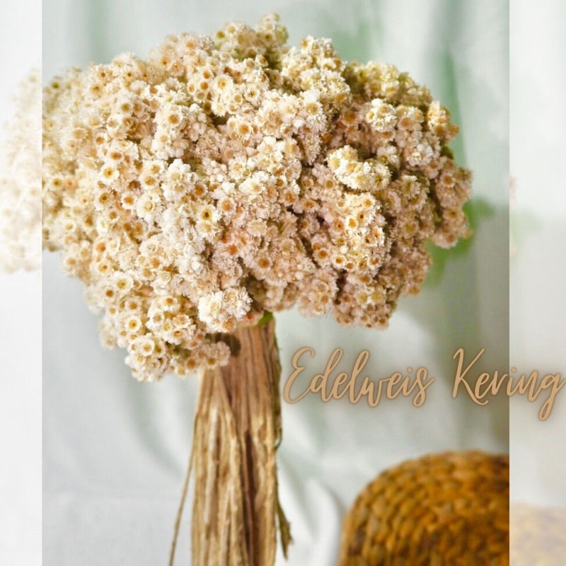 Jual Bunga Edelweis Edelweiss Kering Bunga Kering Termurah | Shopee ...