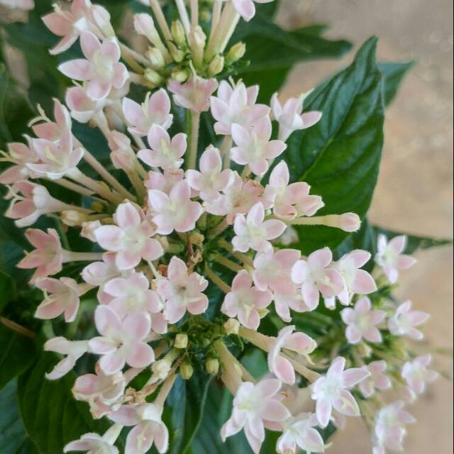 Jual Tanaman Hidup Bunga PENTAS - Bunga Hias Pentas Lanceolata | Shopee ... Jual Tanaman Hidup Bunga PENTAS - Bunga Hias Pentas Lanceolata | Shopee ...