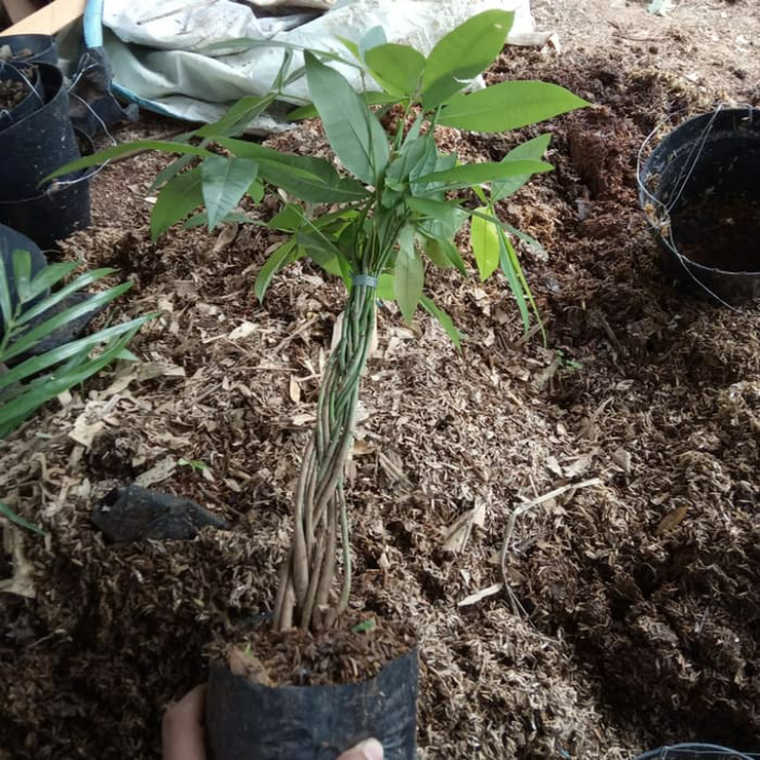 Jual tanaman hias pacira kepang 9 / pohon pacira | Shopee Indonesia