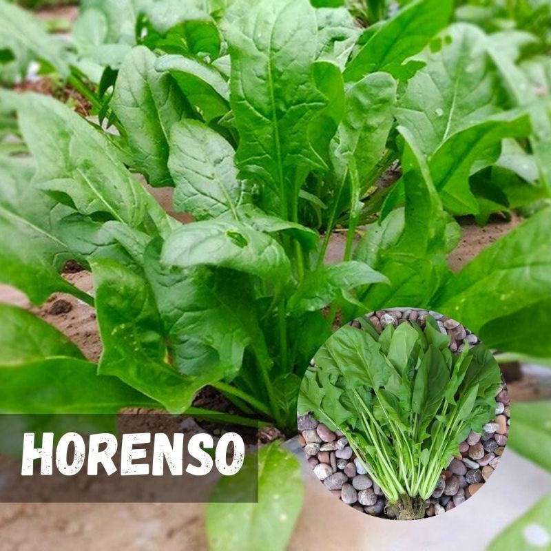 Jual Benih BAYAM JEPANG (isi-25) - Biji Sayur Horenso F1 | Shopee Indonesia