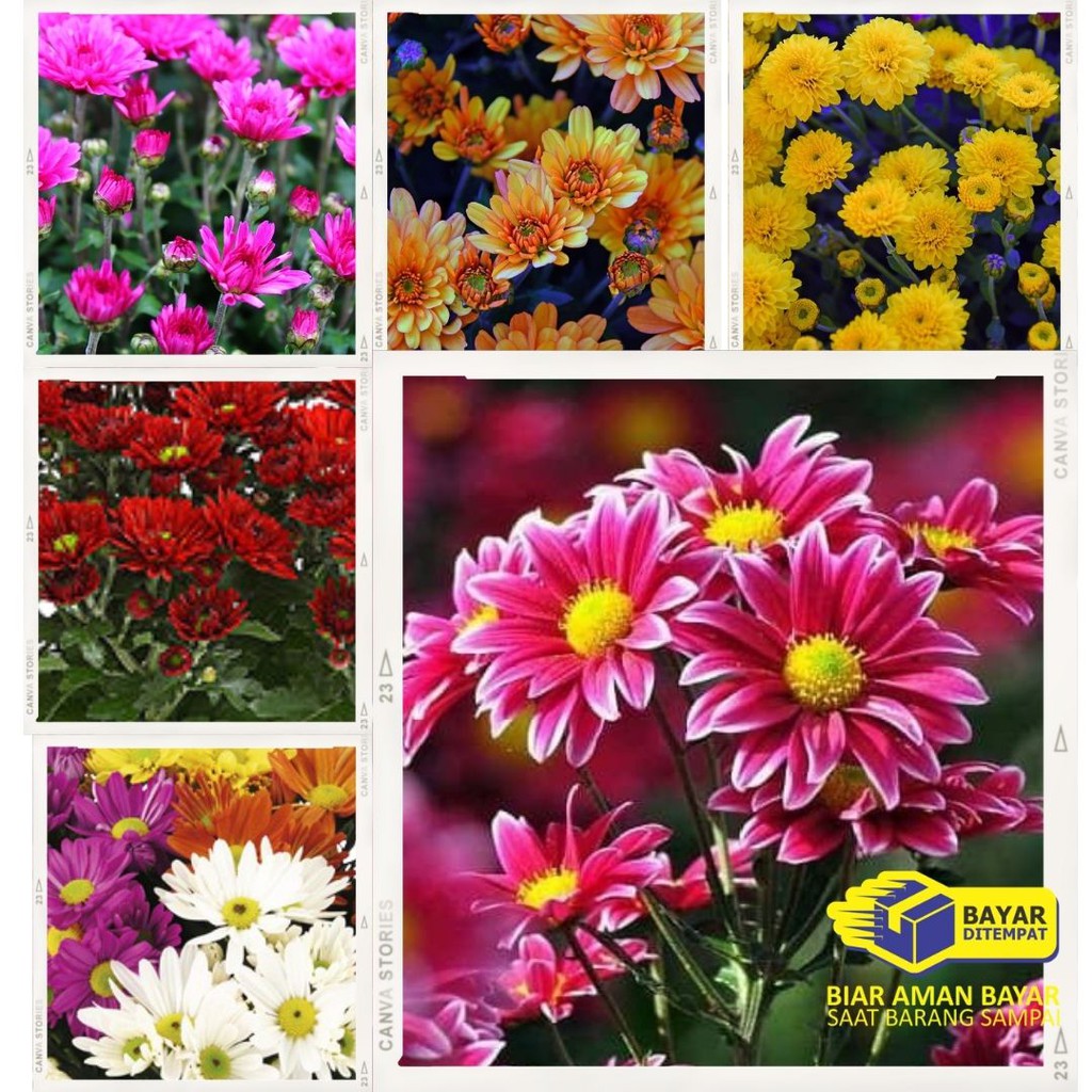 Jual TANAMAN KRISAN ASTER TANAMAN HIAS KRISAN BUNGA ASTER 250G TANAMAN ...