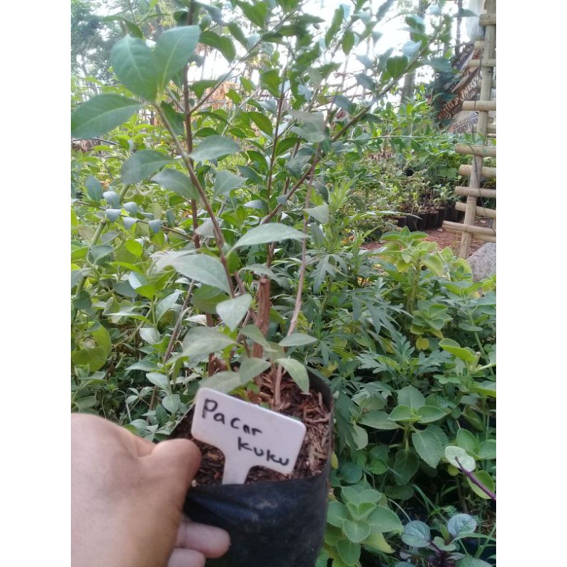 Jual tanaman pacar kuku Inai | Shopee Indonesia