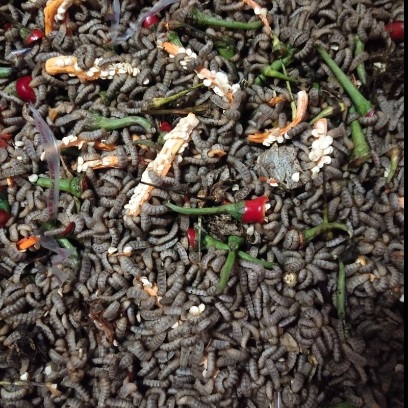 Jual prepupa / pupa maggot bsf untuk indukan harga per 1kg | Shopee ...