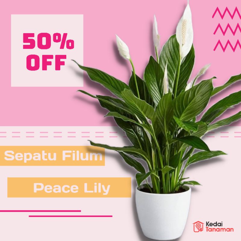 Jual Tanaman Hidup Bunga Hias SEPATU FILUM - Bunga PEACE LILY | Shopee ...