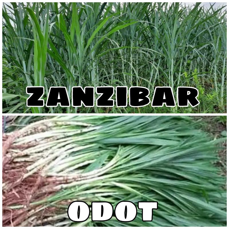 Jual stek rumput Zanzibar & odot pakan ternak | Shopee Indonesia