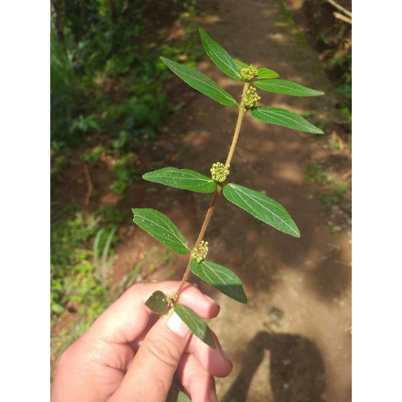 Jual Herbal Patikan Kebo Peningkat Gairah Seksual Alami | Shopee Indonesia