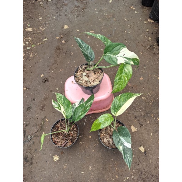 Jual epipremnum pinatum variegata putih / epip var / epip variegata ...
