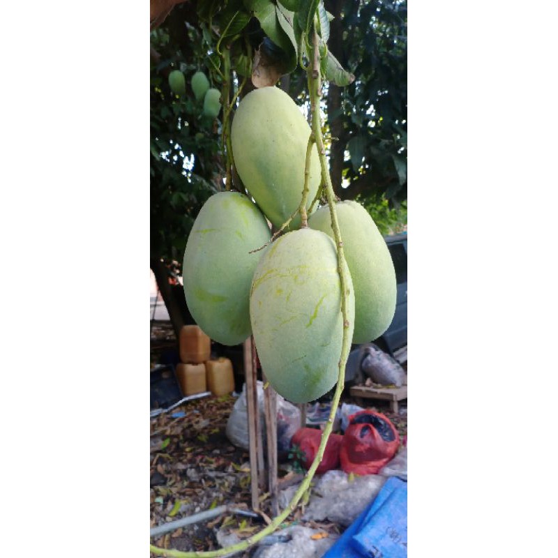 Jual mangga 1 kg | Shopee Indonesia