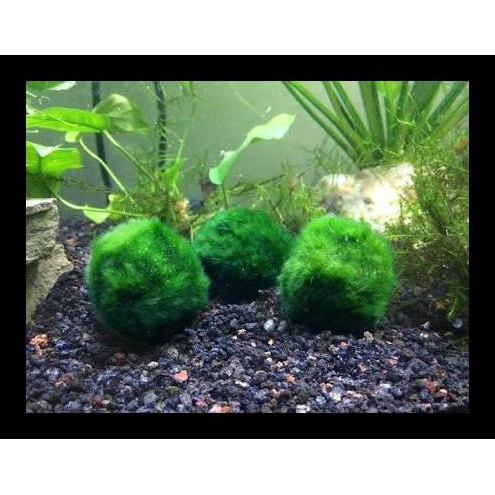 Jual Marimo Moss Ball Bola Algae (1 Cm) | Shopee Indonesia