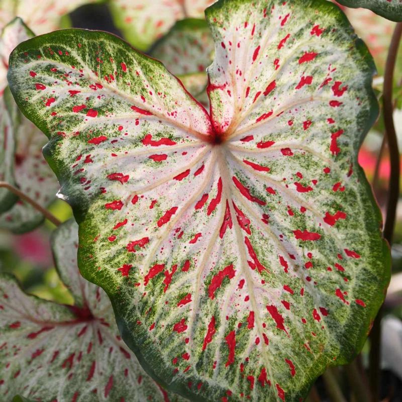 Jual anakan caladium gingerland angel wings | Shopee Indonesia