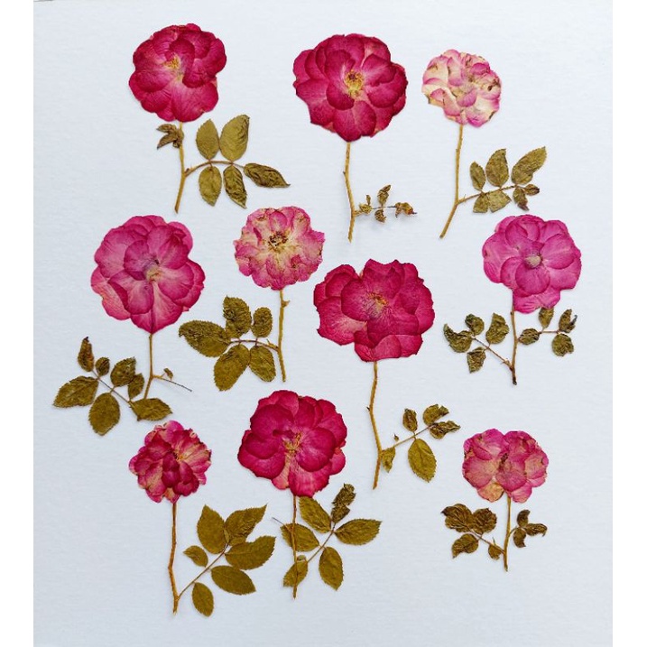 Jual Pressed Rose Stem Oshibana Dried Flower Bunga Kering