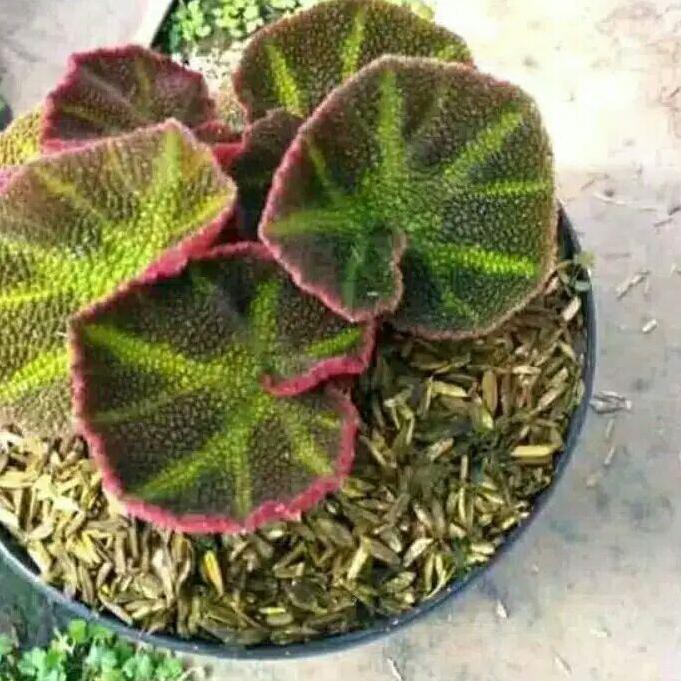Jual [CSX173] tanaman hias begonia mangkok-BEGONIA MANGKOK-bunga hias ...
