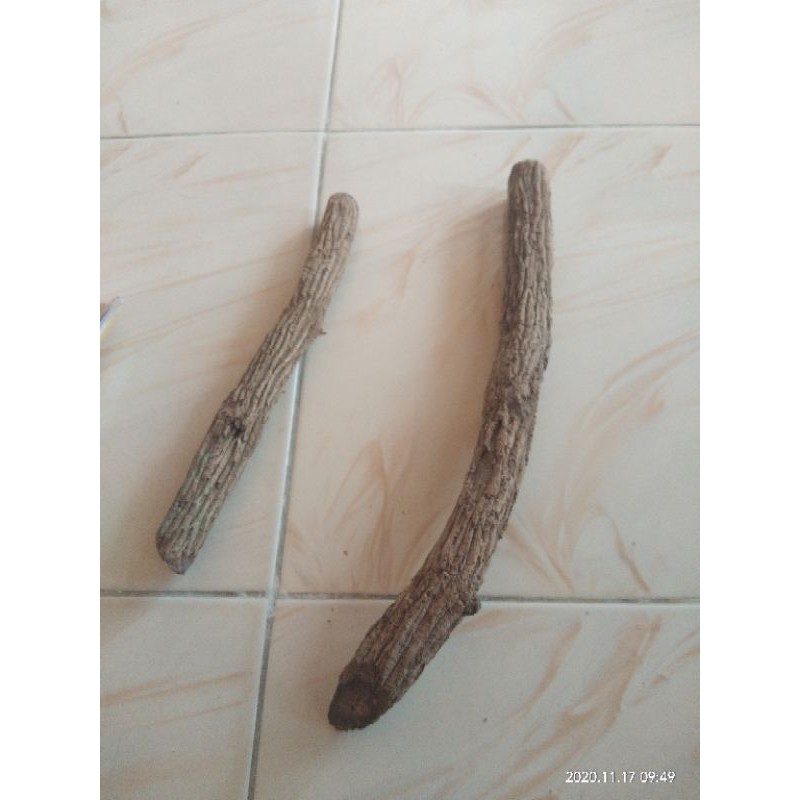 Jual AKAR PENAWAR RACUN UTK 3 PCS | Shopee Indonesia