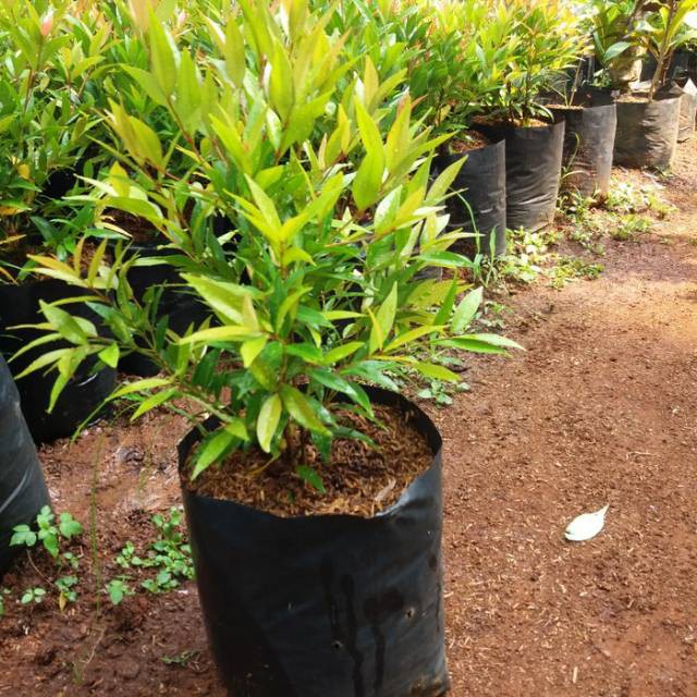 Jual Bibit Tanaman hias pucuk merah 50cm | Shopee Indonesia