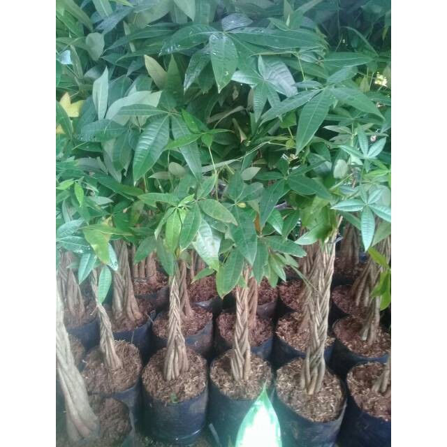 Jual Jual Tanaman pacira kepang 9 pohon karet pacira pathcira money ...