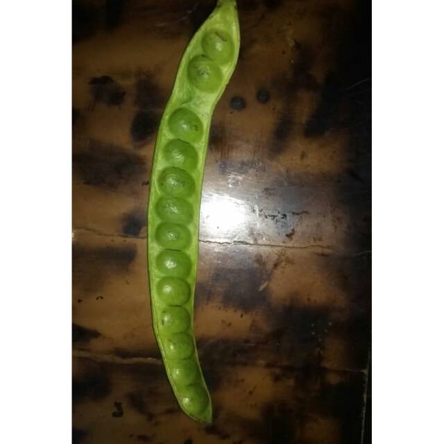 Jual Petai pete harga 1 papan | Shopee Indonesia