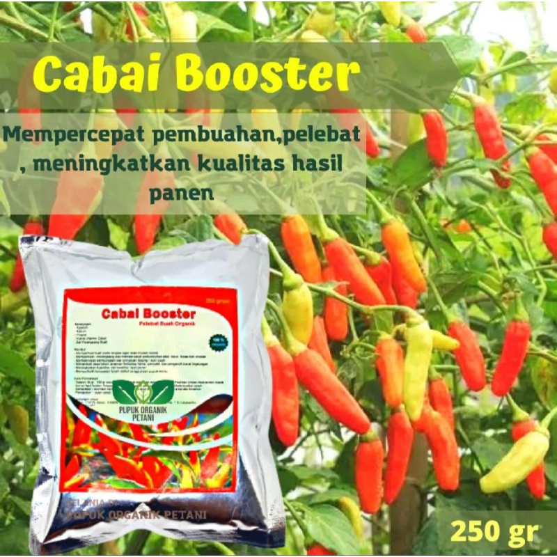Jual Pupuk Organik Cabe Booster Pelebat Cabai Serbuk Terbaik Agar Cepat Berbuah lebat dan besar ...