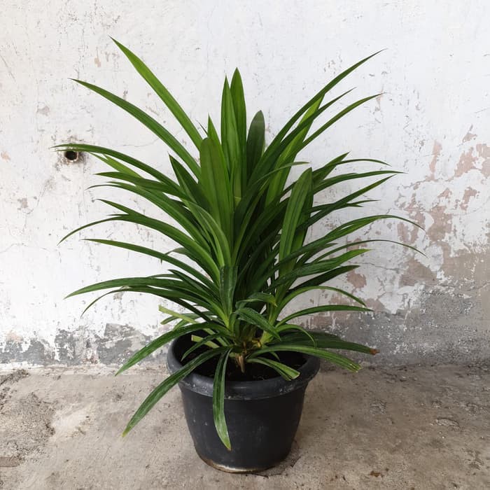 Jual Bibit Pandan Wangi / Bibit Daun Pandan Wangi / Tanaman Pandan ...