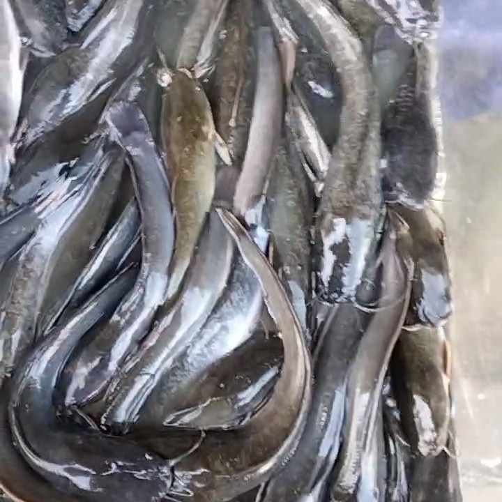 Jual Ikan Lele Hidup / Ikan Lele segar isi 8-10 ekor 1kg | Shopee Indonesia