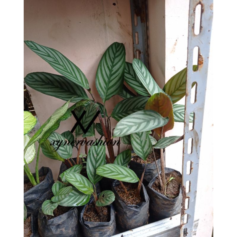 Jual Calathea Stromata / Meranti Sepat | Shopee Indonesia