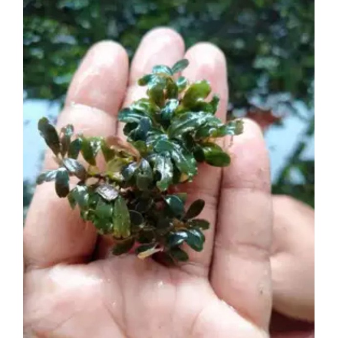Jual BUCEPHALANDRA MICRO CLUMP KECIL TANAMAN AQUASCAPE | Shopee Indonesia
