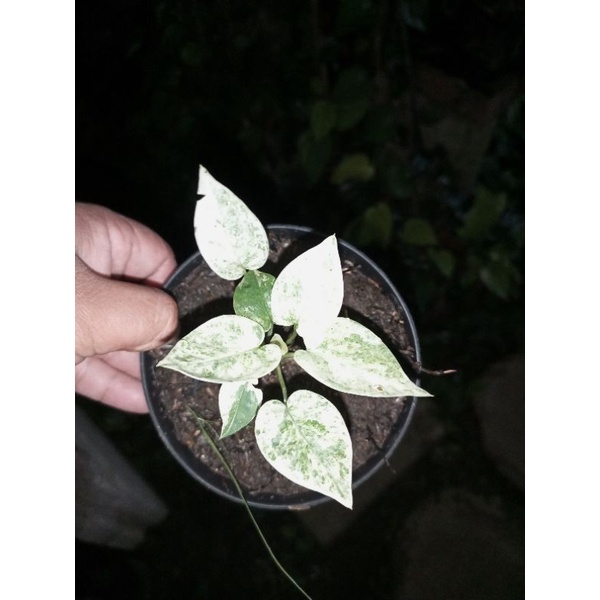 Jual hokery var put | Shopee Indonesia