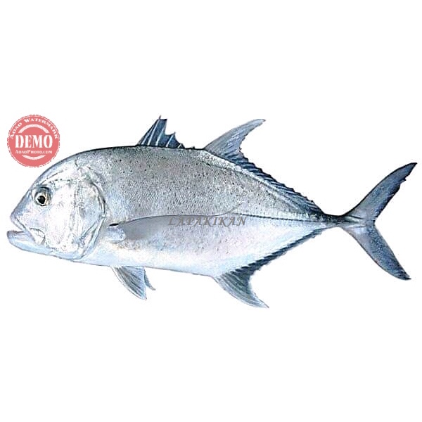 Jual IKAN KUWE SEGAR TENGKEK Ikan Segar Fresh | Shopee Indonesia