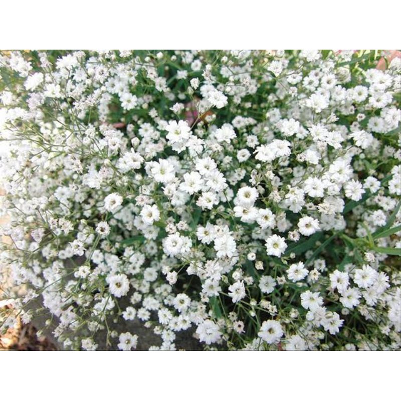 Jual Benih Bunga Annual White Baby Breath/Gypshopila/Bunga Gipsum ...