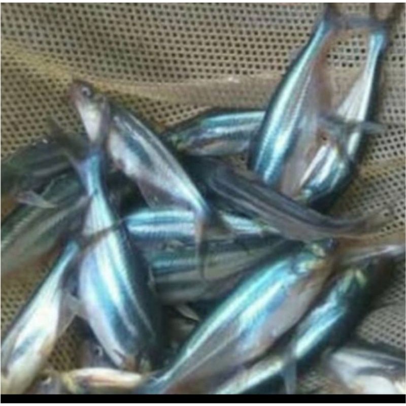 Jual Bibit Patin size 8-12cm | Shopee Indonesia