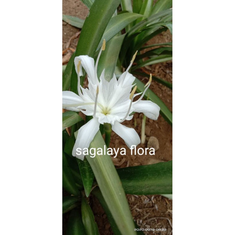 Jual amarilys putih per umbi | Shopee Indonesia