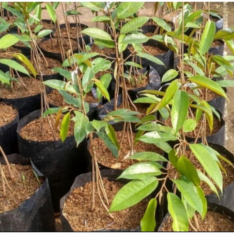 Jual Bibit pohon buah durian bawor mas kaki 3/tanaman durian bawor | Shopee Indonesia