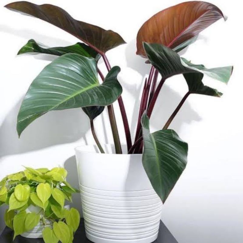 Jual TANAMAN HIAS PHILODENDRON BLACK CARDINAL (BUKAN BIBIT) | Shopee ...